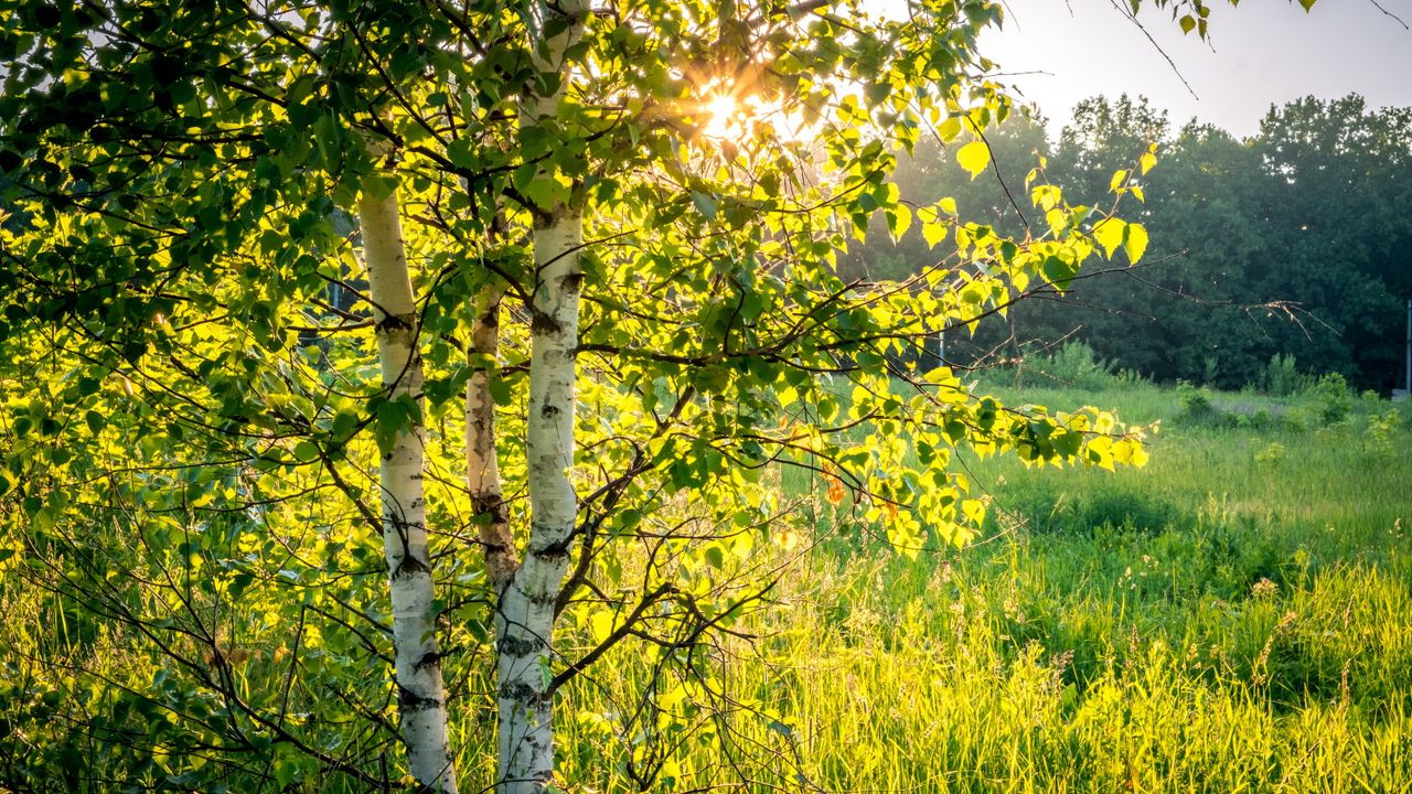 Every Birch Owner Should Know About This Threat – Pest Experts Reveal ...