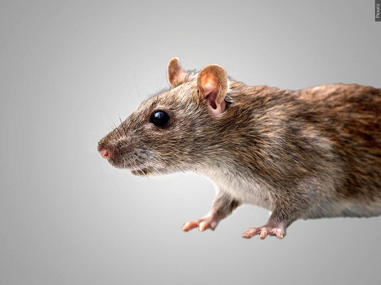 West Hartford residents report increase in rat sightings