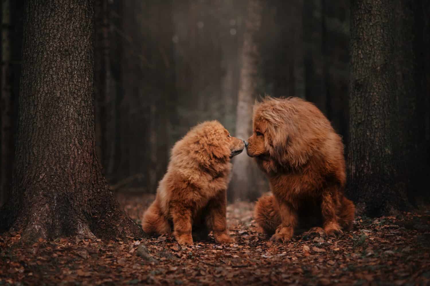 16 Dog Breeds That May Not Be The Best Fit for Families