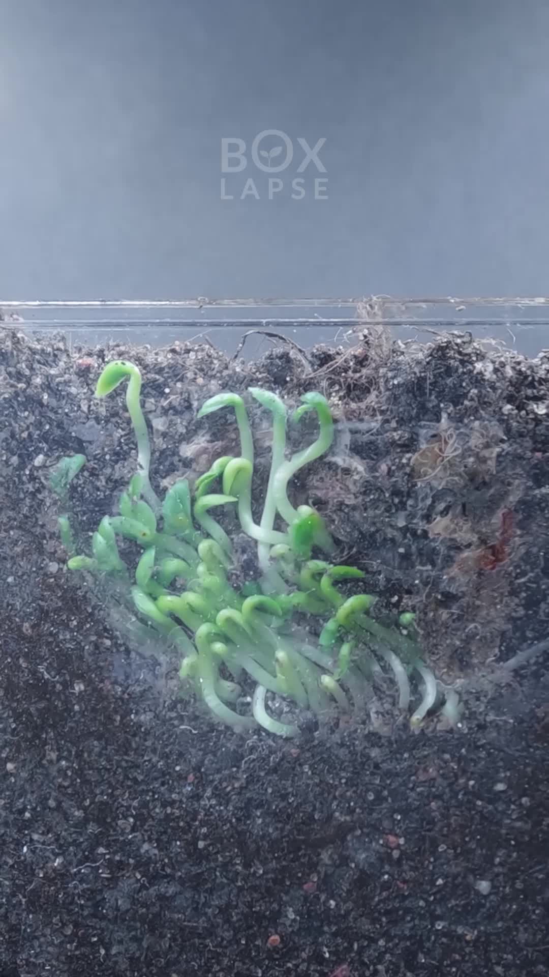Dragon fruit roots growing fast - time lapse