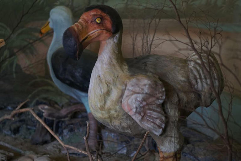 Scientists Finally Know The Real Reason Dodo Birds Went Extinct