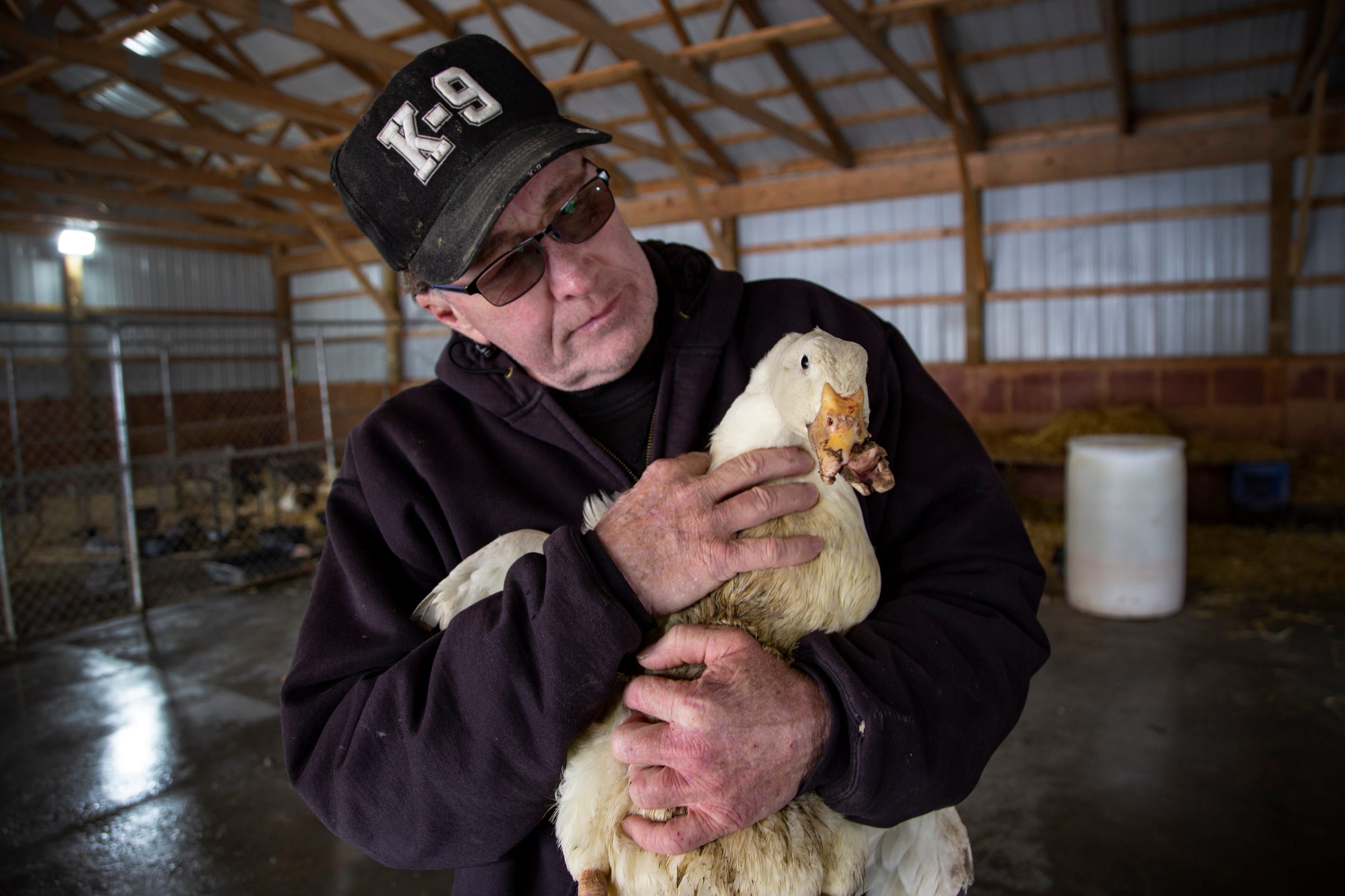 DNR orders Michigan sanctuary to kill dozens of flightless ducks, geese