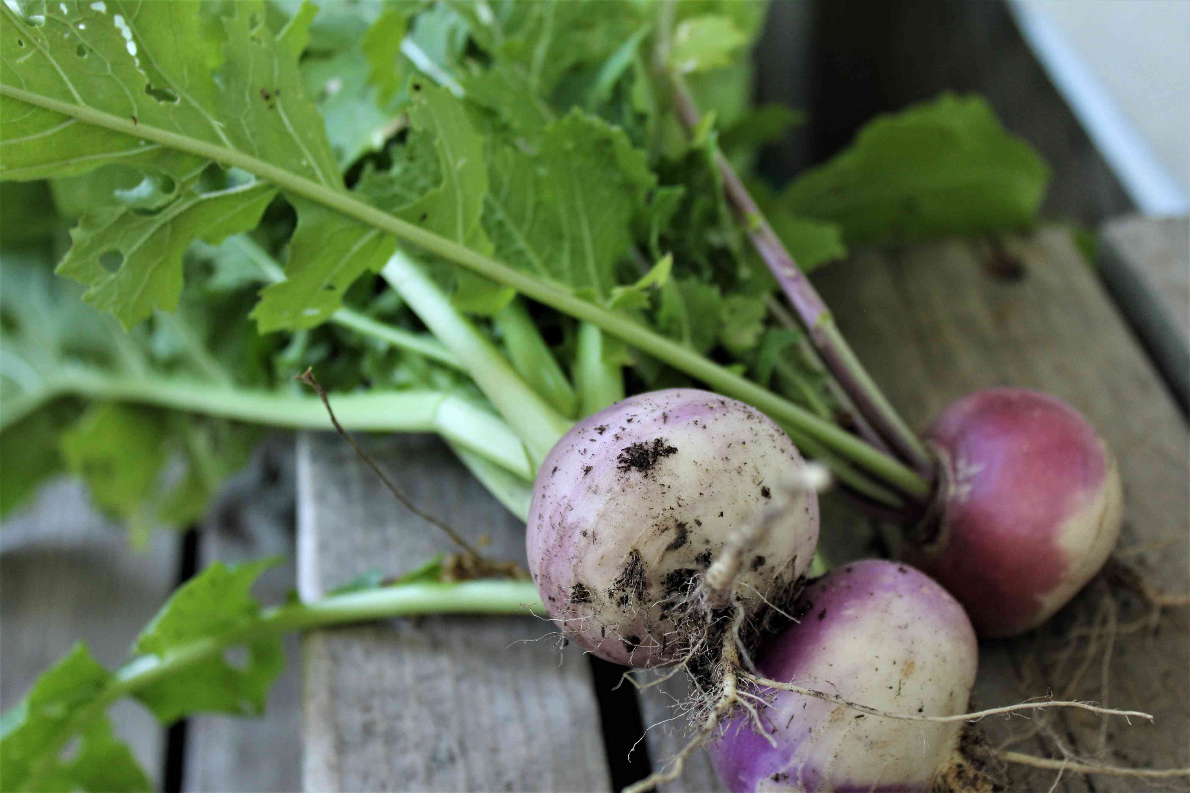 What happens to your body when you eat turnips