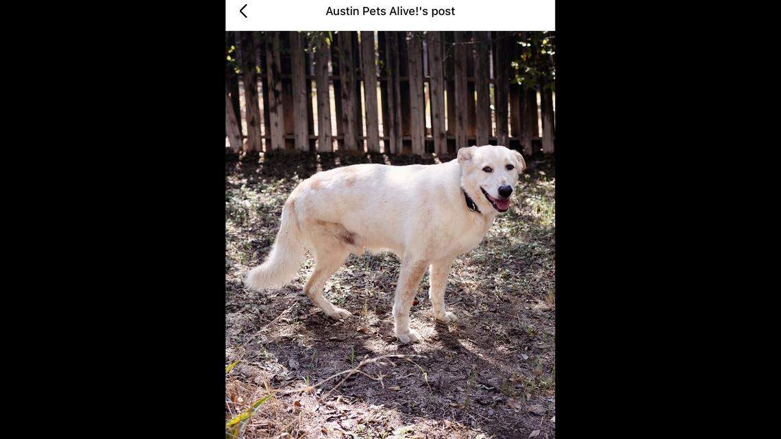 ‘Underdog' was shot, lost a leg and has been overlooked for 1,100 days ...