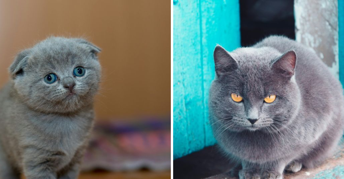 8 Adorable Blue Cat Breeds
