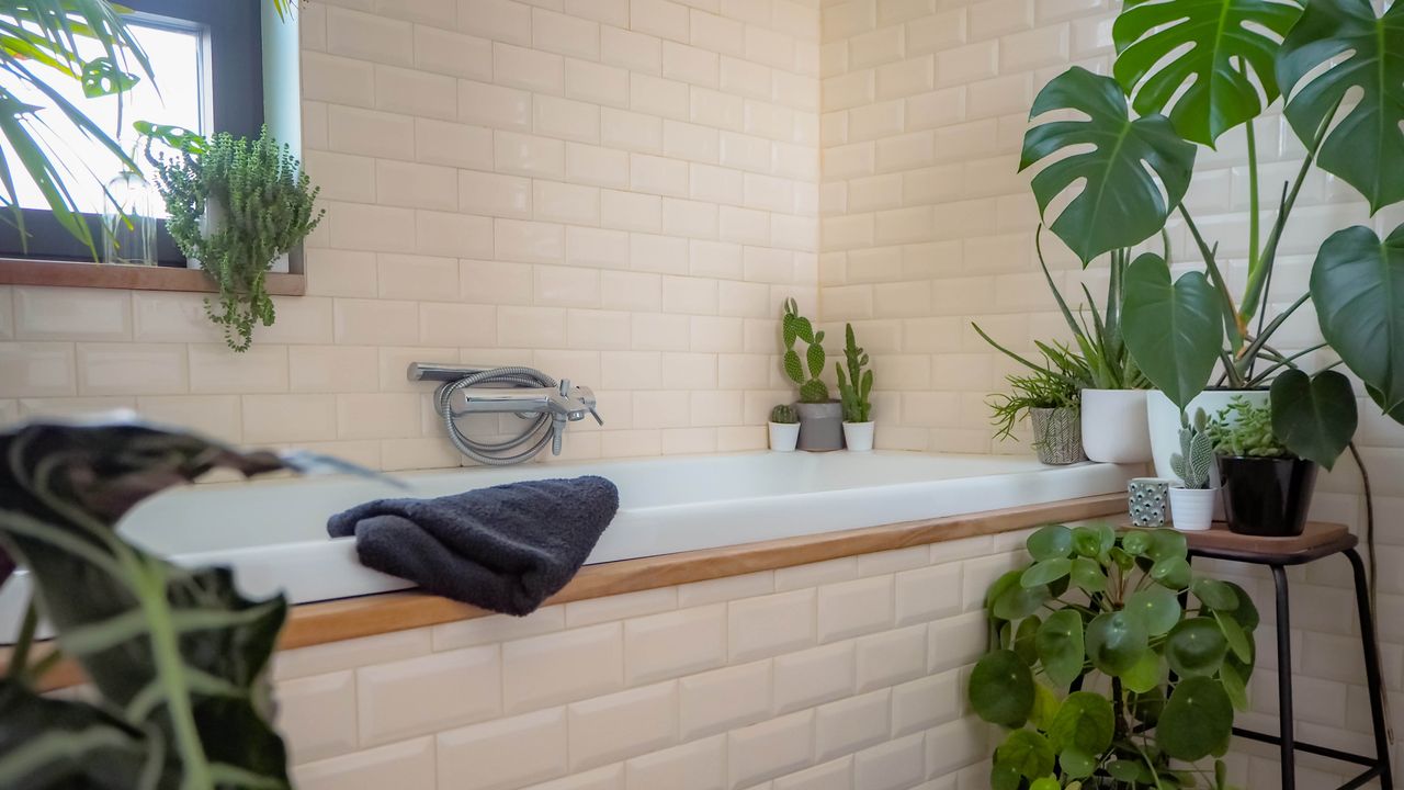 'The bathroom can actually provide the perfect conditions to keep an ...