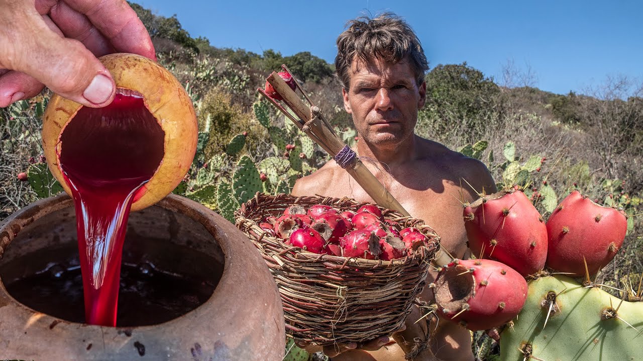 Big prickly pear crop, juice and drying shelf at primitive hut