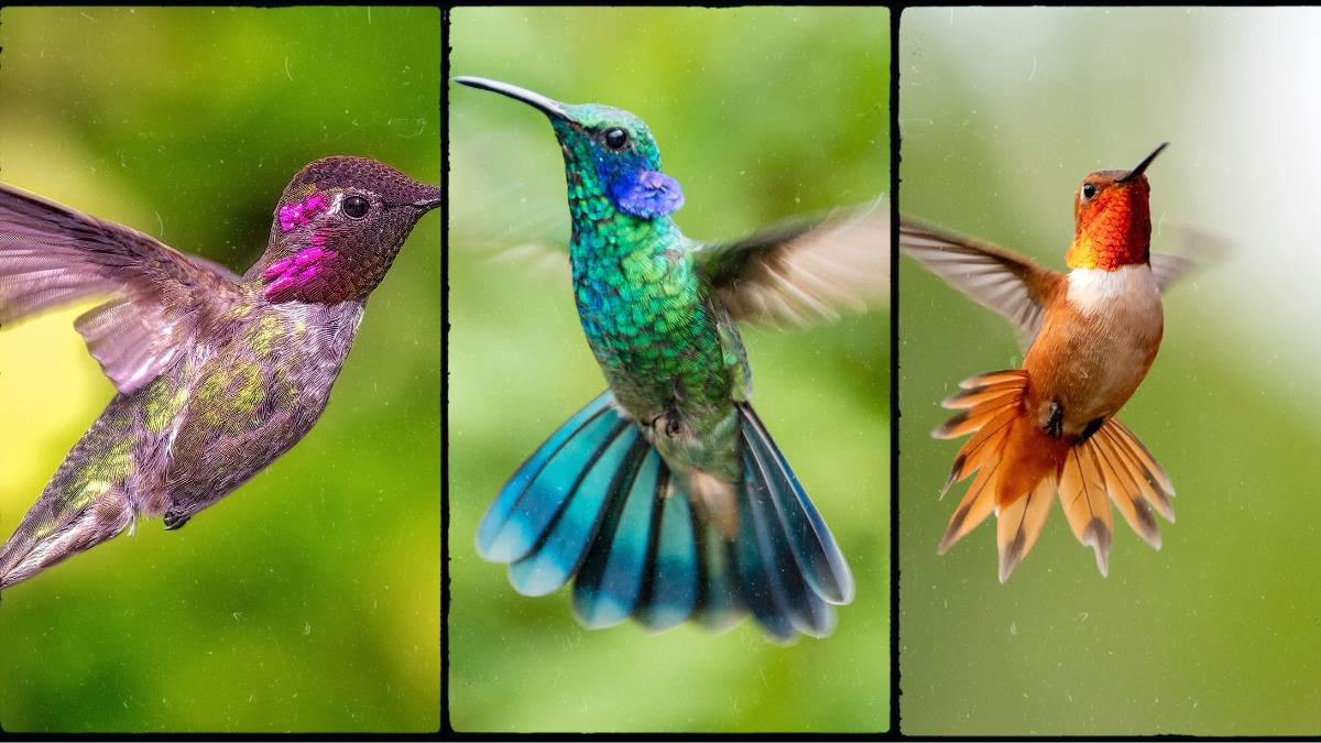 Test de personalidad: escoge un colibrí y descubre cuál es tu talento ...