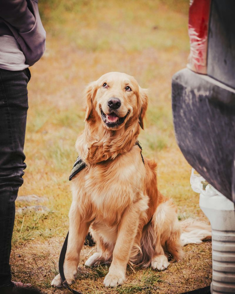 25 Dog Breeds with Naturally Polite and Well-Mannered Behavior