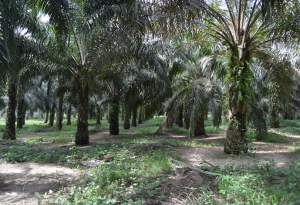 Reviving the oil palm sector: Financing the Golden Crop