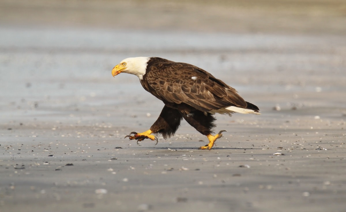 Eagle With the Zoomies at Zoo America Will Totally Make Your Day