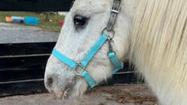 Pony tale: Frightened runaway horse finds new home after 5-day rescue ...