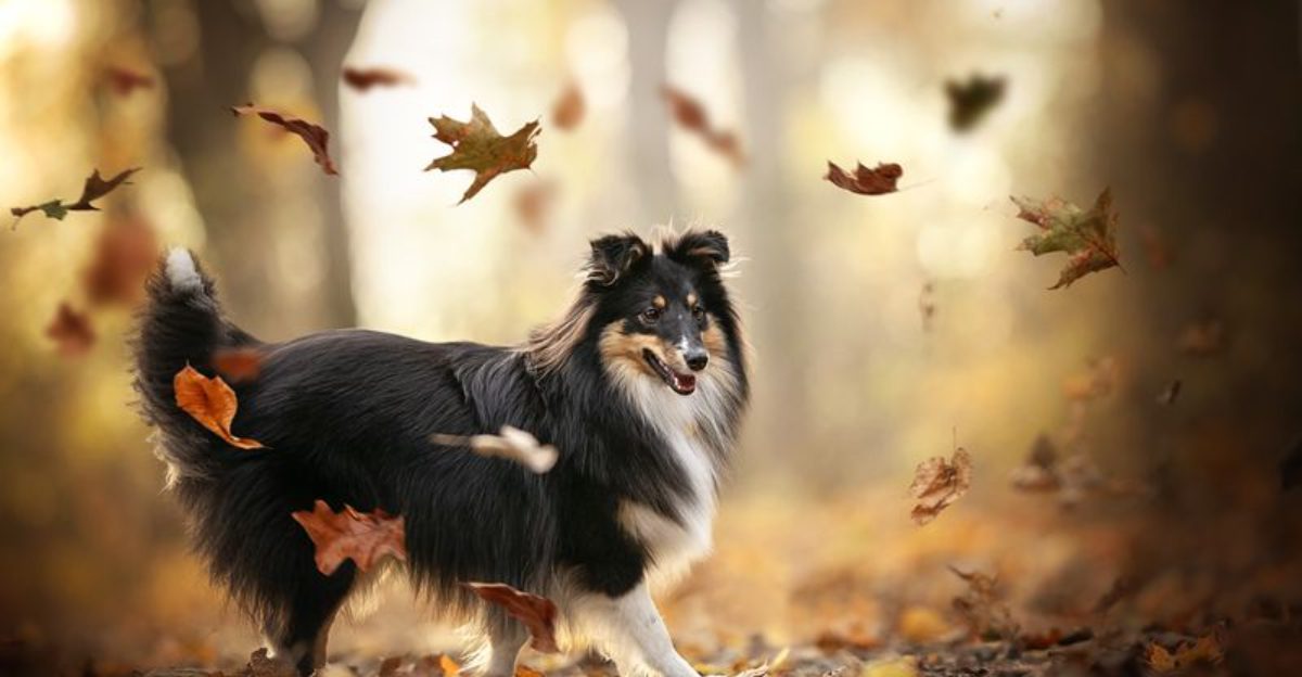 25 Dog Breeds with Naturally Polite and Well-Mannered Behavior