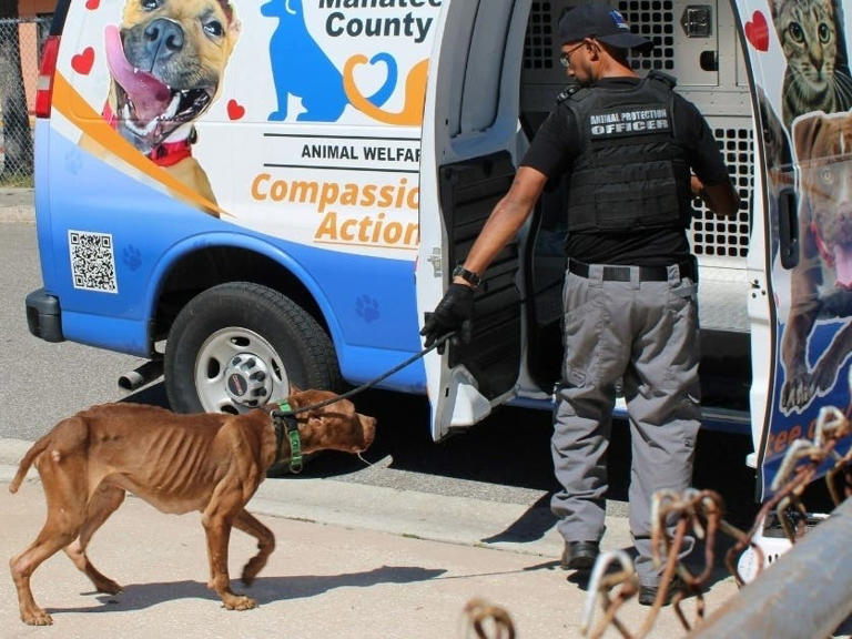5 Starving Dogs Rescued From Home After Anonymous Tip: Bradenton Police