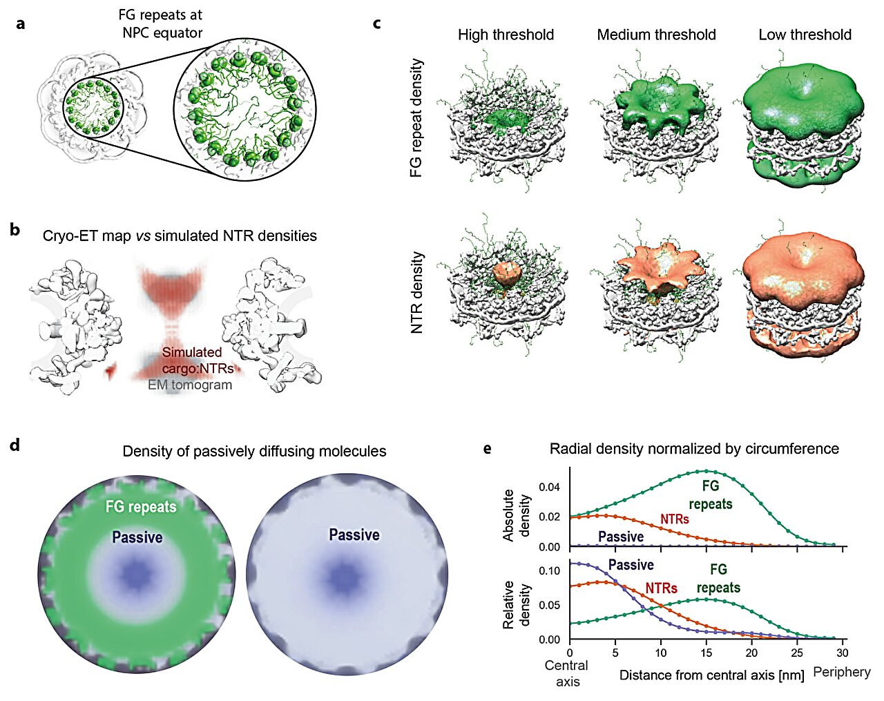 Molecular map reveals how cells control traffic between the nucleus and ...
