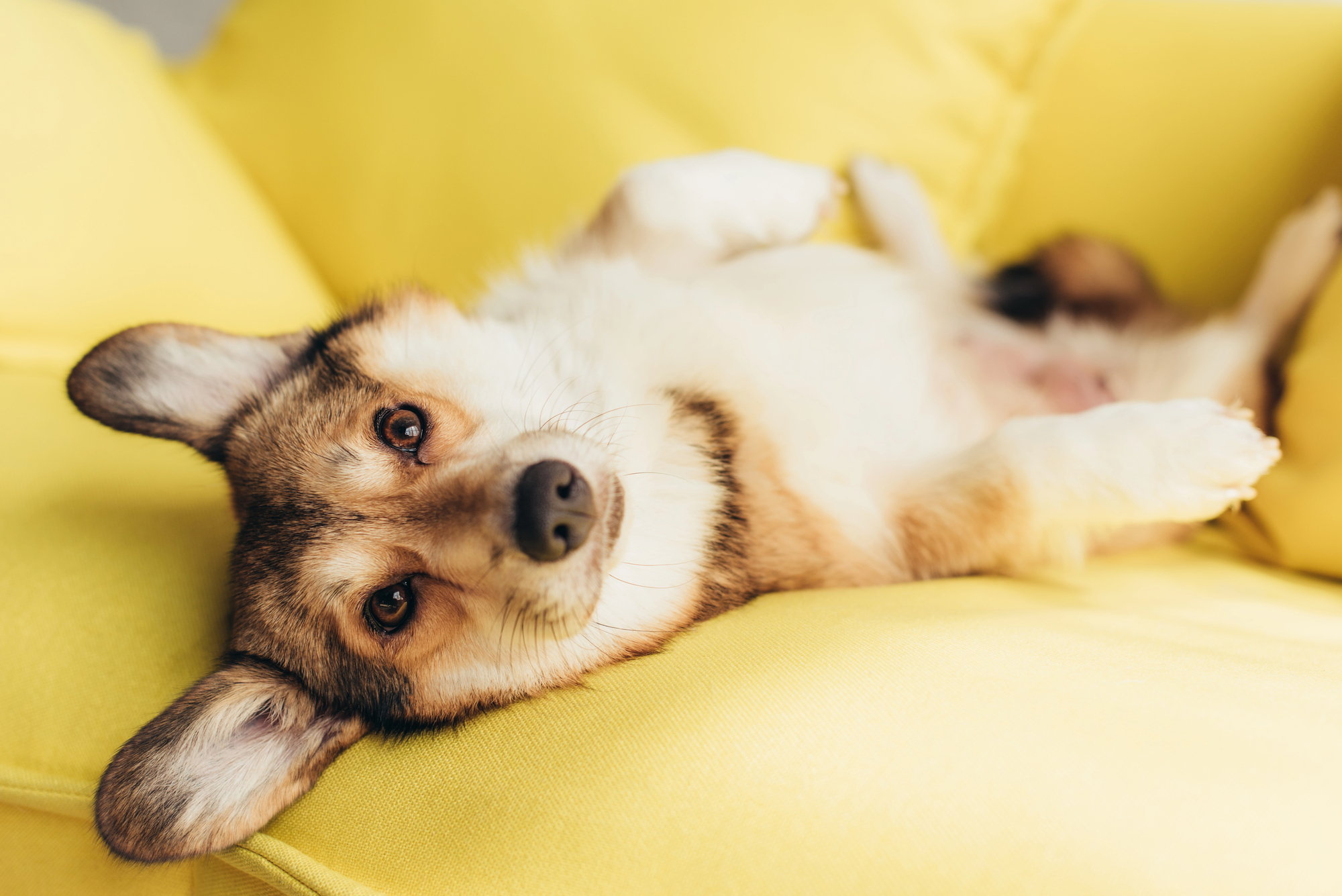 Signs your dog has seasonal allergies
