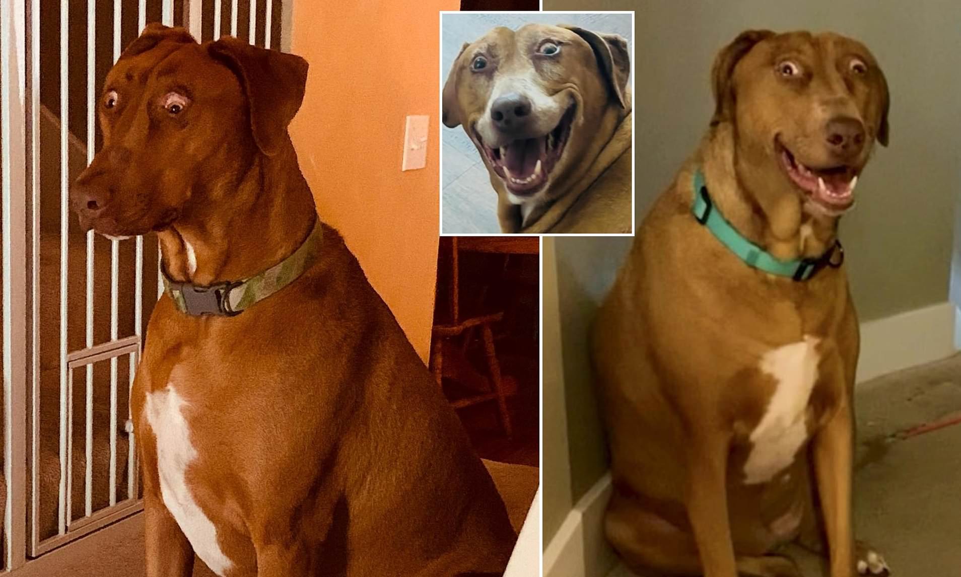 Meet the adorable dog that looks permanently surprised due to rare ...