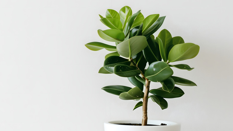 How To Grow More Fiddle Leaf Figs From One Plant For An Abundant Collection