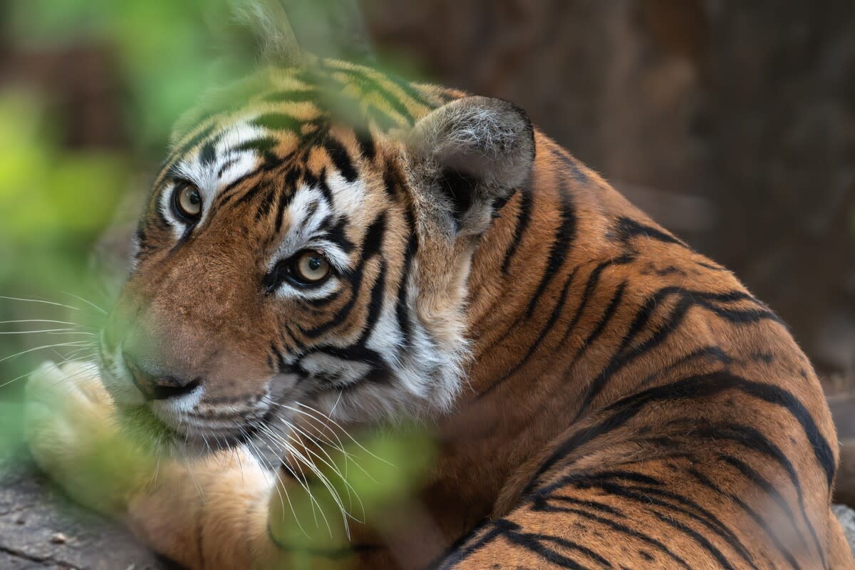 Zoo Animals’ Creative Pumpkin Playtime Shenanigans Are Total Cuteness ...