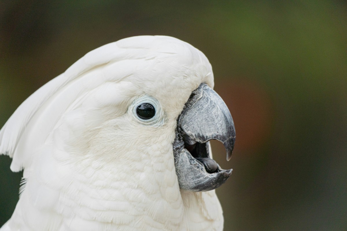 Cockatoo's Disapproval of Mom's Eyelashes Is Met With the Cutest 'Makeover'