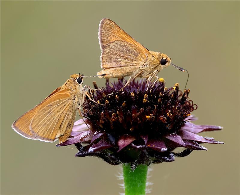 Environmental group to sue feds over delayed action on Iowa skipper ...