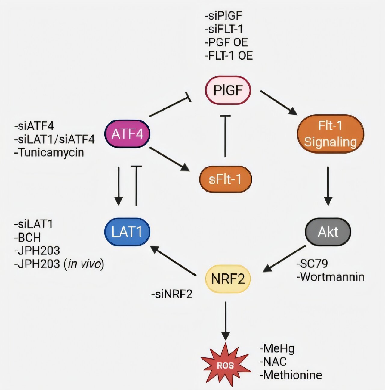 Previously unknown mechanism in pre-eclampsia discovered