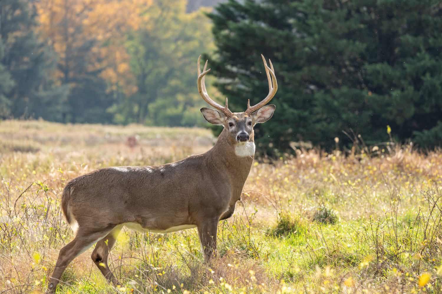 How Well Do You Know Animal Tracks?
