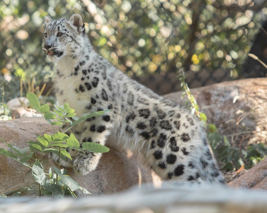 Great Plains Zoo announces name of snow leopard cub
