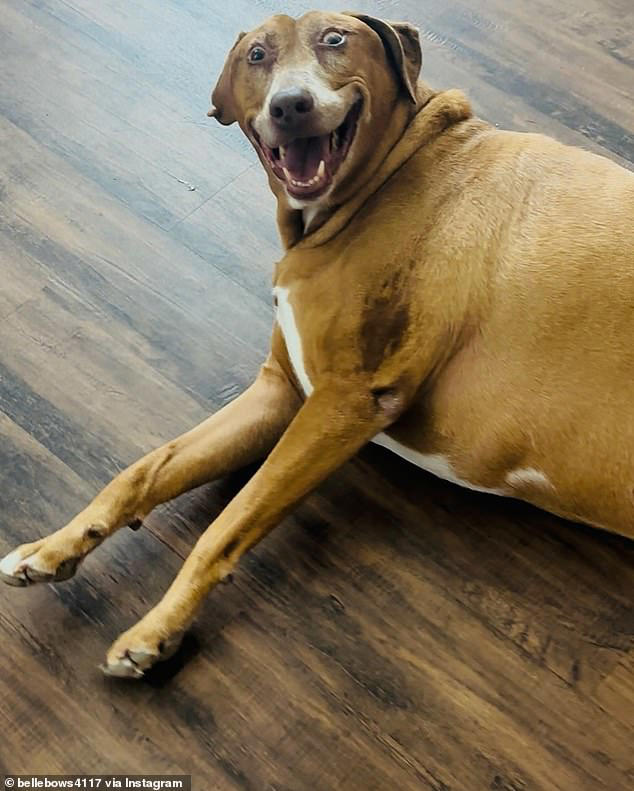 Meet the adorable dog that looks permanently surprised due to rare ...