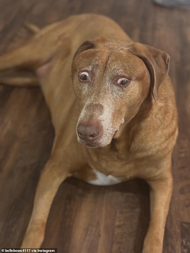 Meet the adorable dog that looks permanently surprised due to rare ...