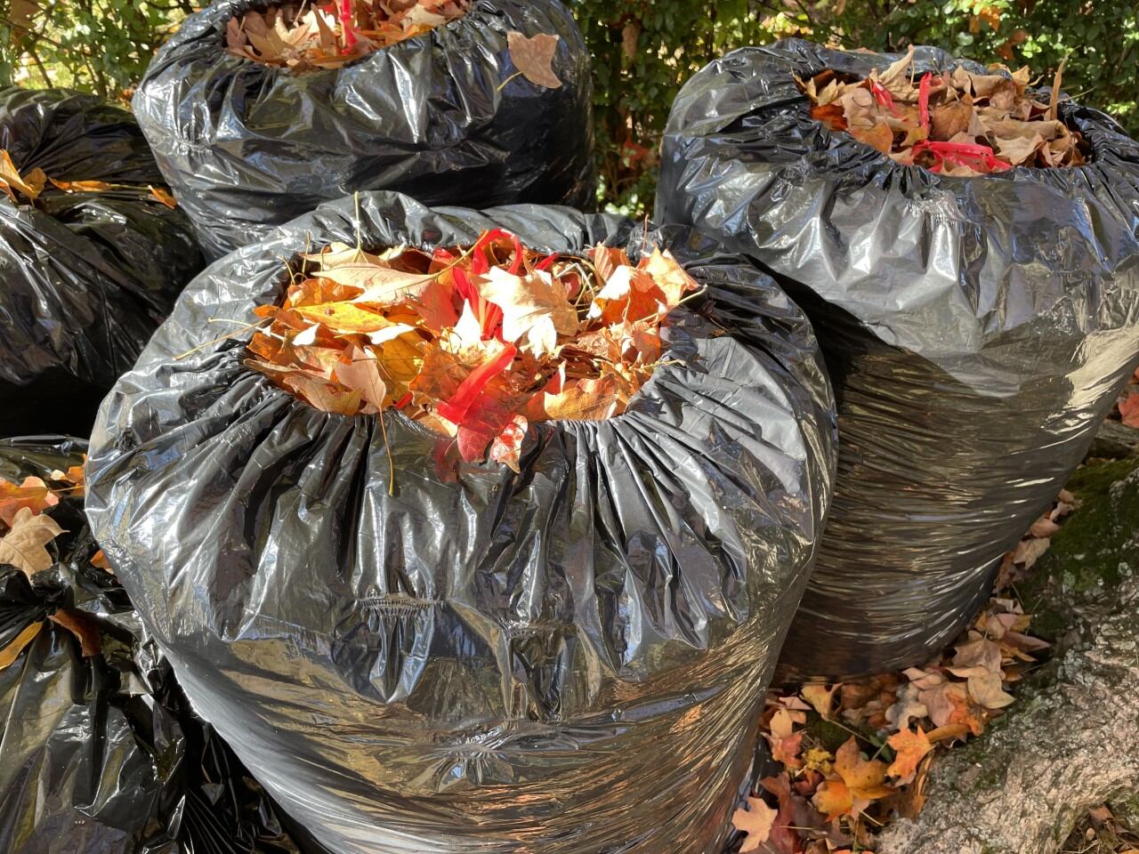 EWSU annual fall leaf collection begins next week