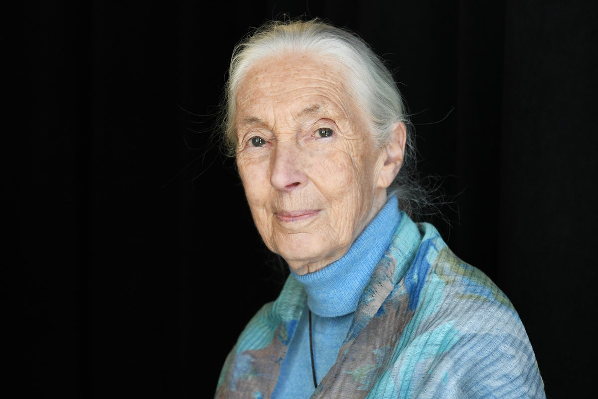 Jane Goodall cause of death revealed after chimpanzee expert found dead ...