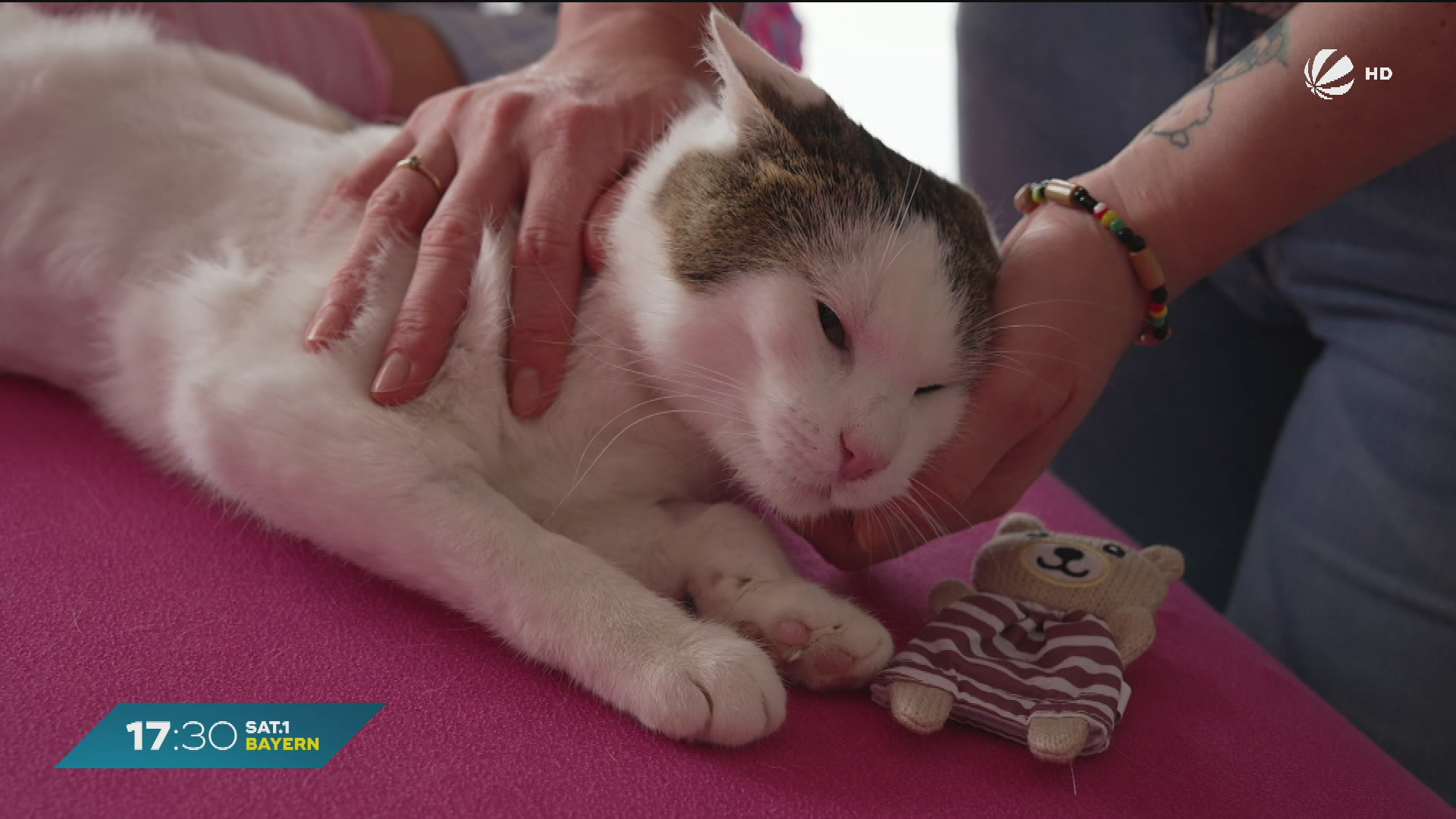 Zweite Chance für Kater Alber: Tier-Physiotherapeutin rettet Katze das ...