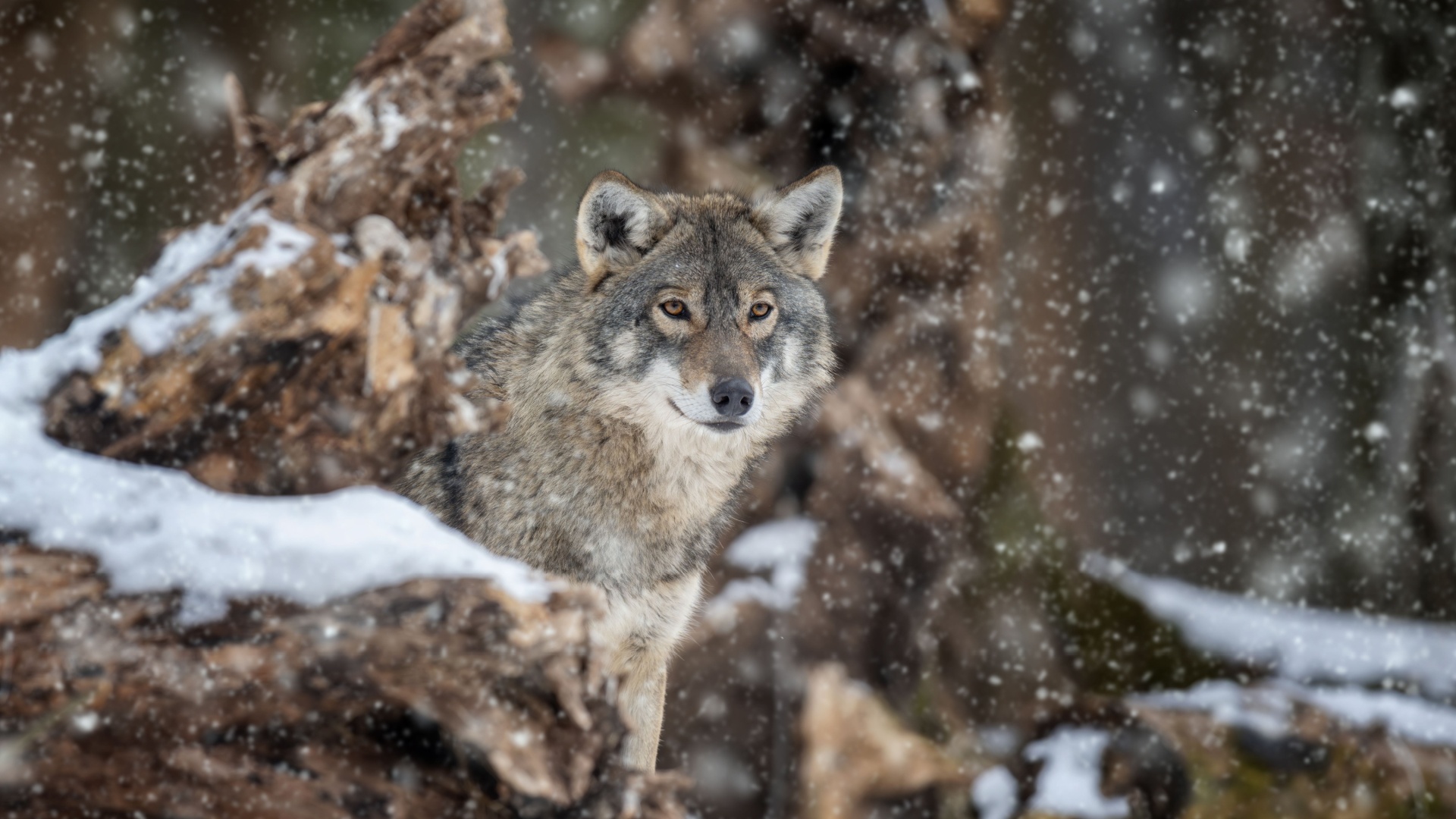 These Are The Only Animals Brave Enough To Hunt Coyotes