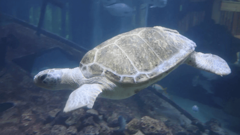 Brink to bounce back: Green sea turtles reclassified from 'Endangered ...