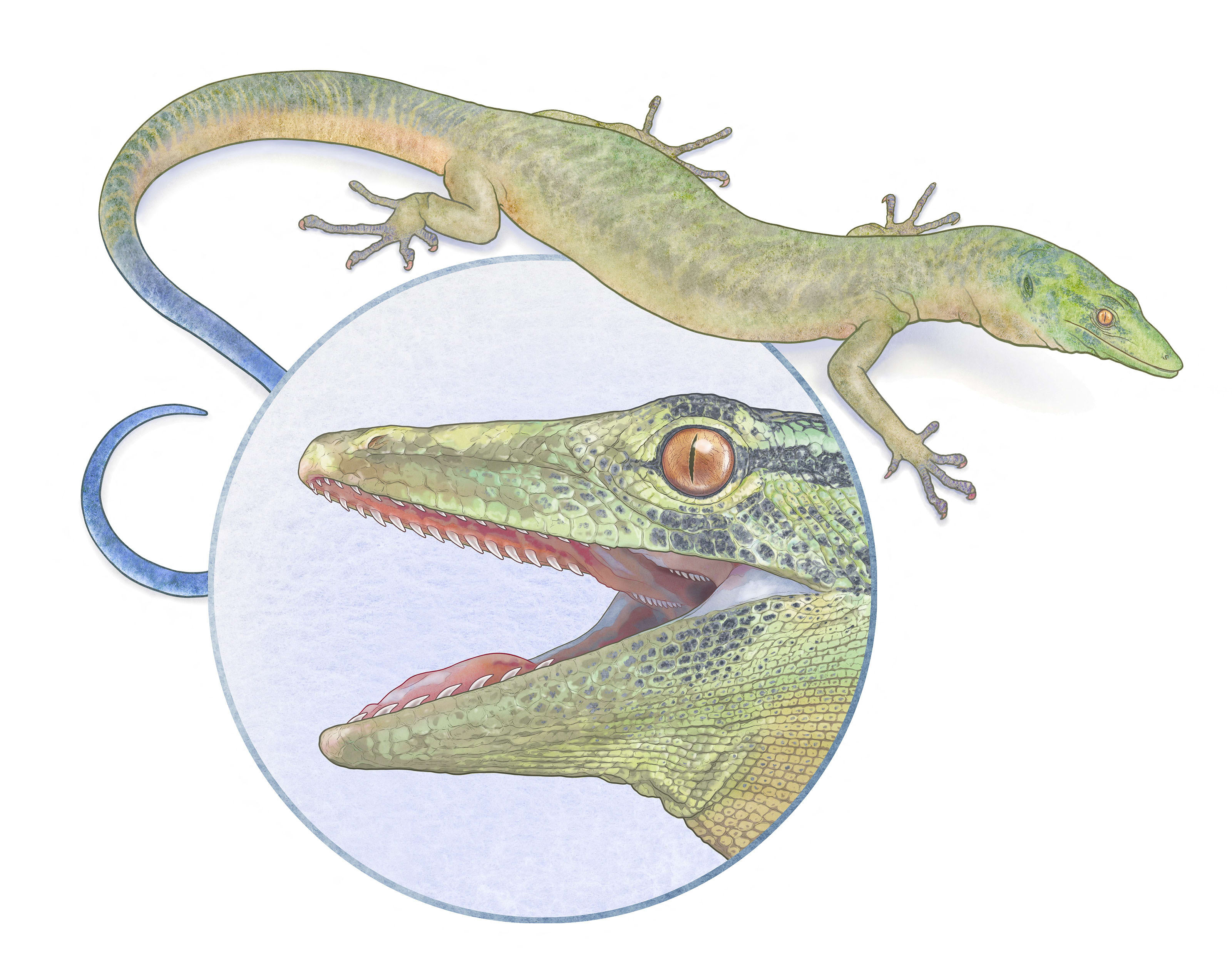 Enigmatic Jurassic reptile looks like a mix of snake and lizard