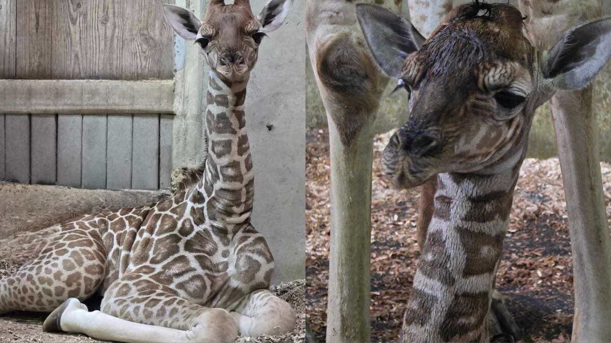 Memphis Zoo’s Kamari the giraffe begins new journey to Riverbanks Zoo