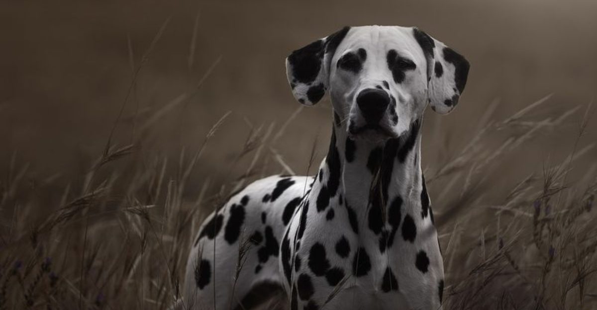 26 Dog Breeds That Are Low-Maintenance and Easy to Groom