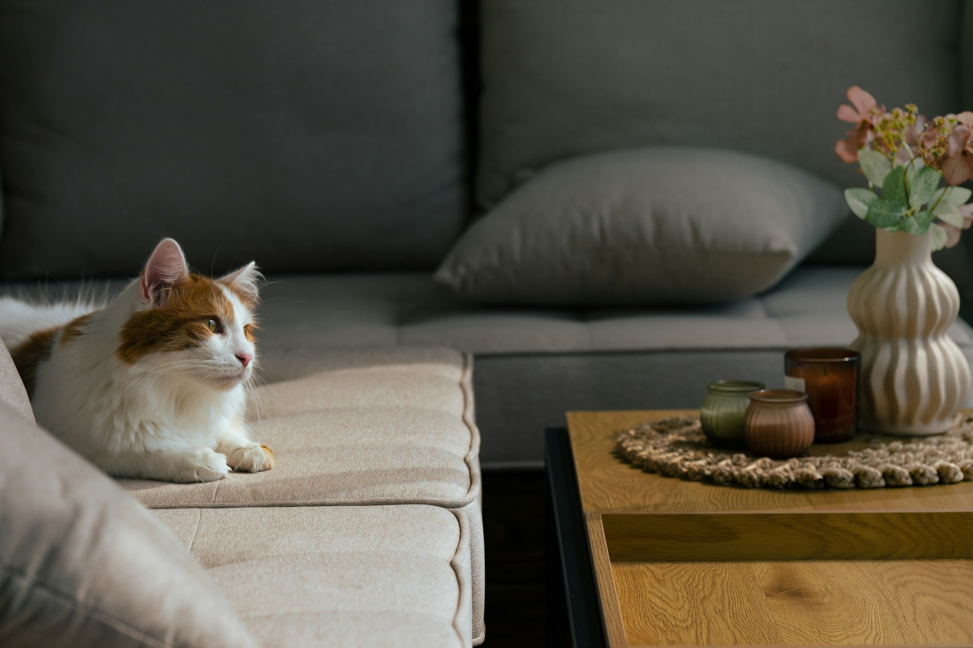 Affordable Pet-Friendly Home Upgrades