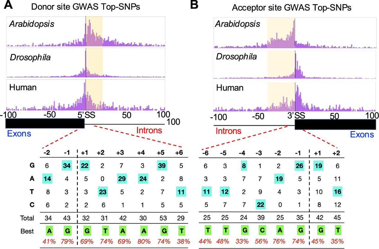 Genetic code reveals how mutations disrupt mRNA and cause disease