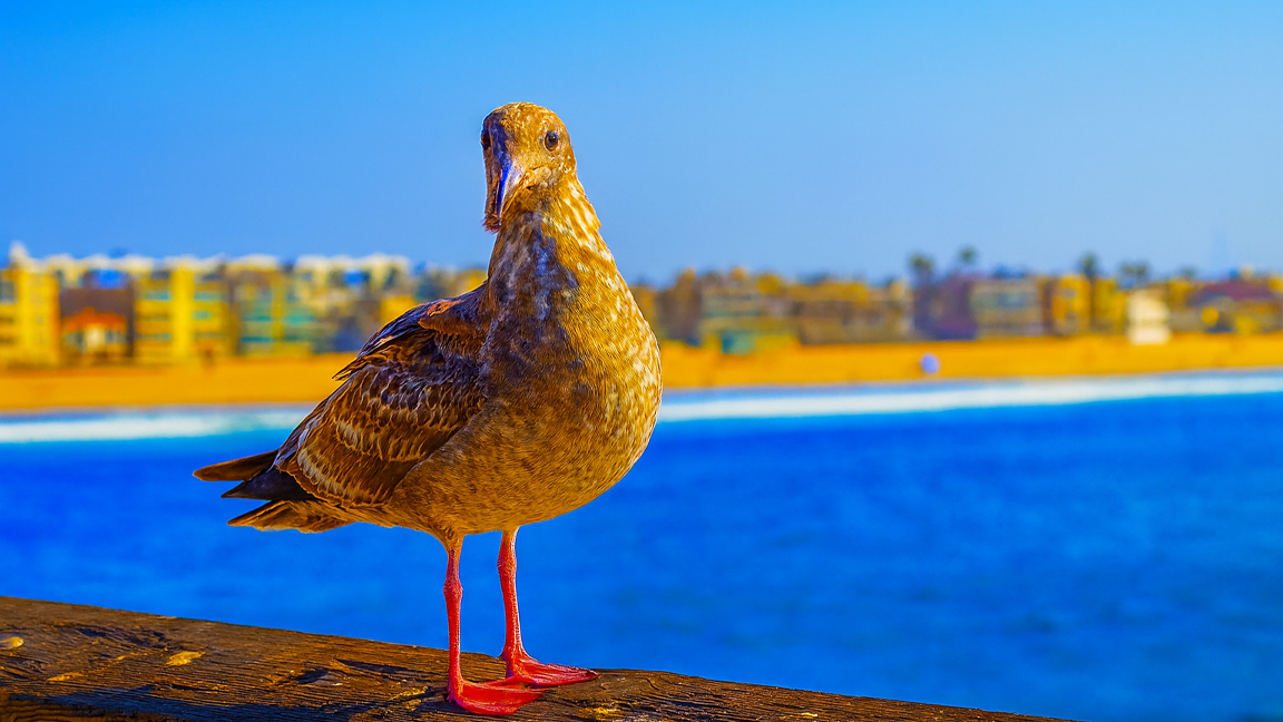 Beach Life – Seaside Bird Cinematic Nature Footage
