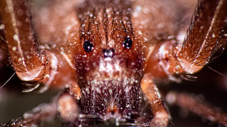 The Unsettling Reason You Never Want To Find Brown Recluse Spiders In ...