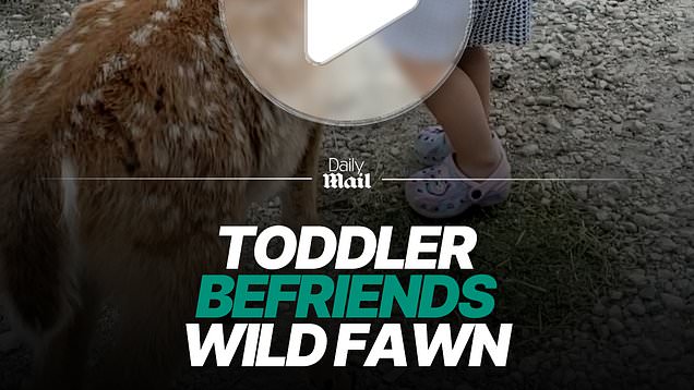 Toddler becomes best friends with wild fawn