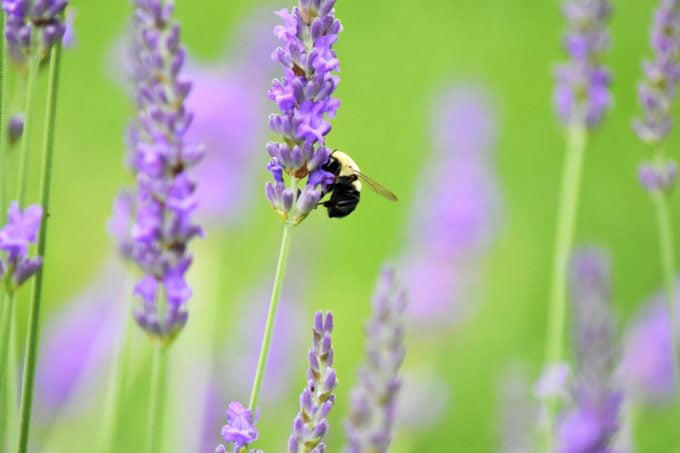 Grow a natural, chemical-free garden