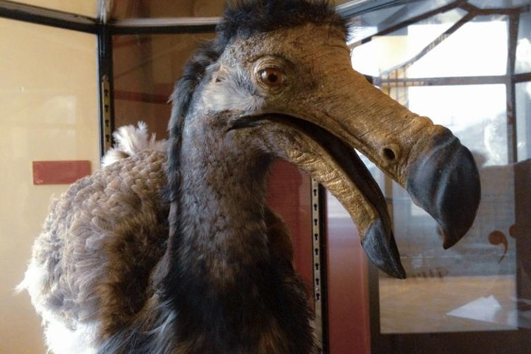 Scientists Finally Know The Real Reason Dodo Birds Went Extinct