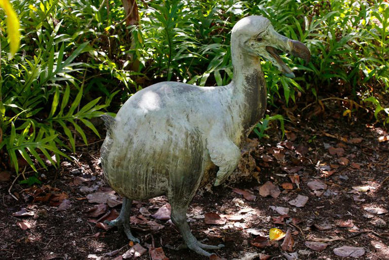 Scientists Finally Know The Real Reason Dodo Birds Went Extinct