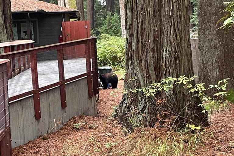 Wild black bear pays ‘polite’ visit to NorCal zoo bears