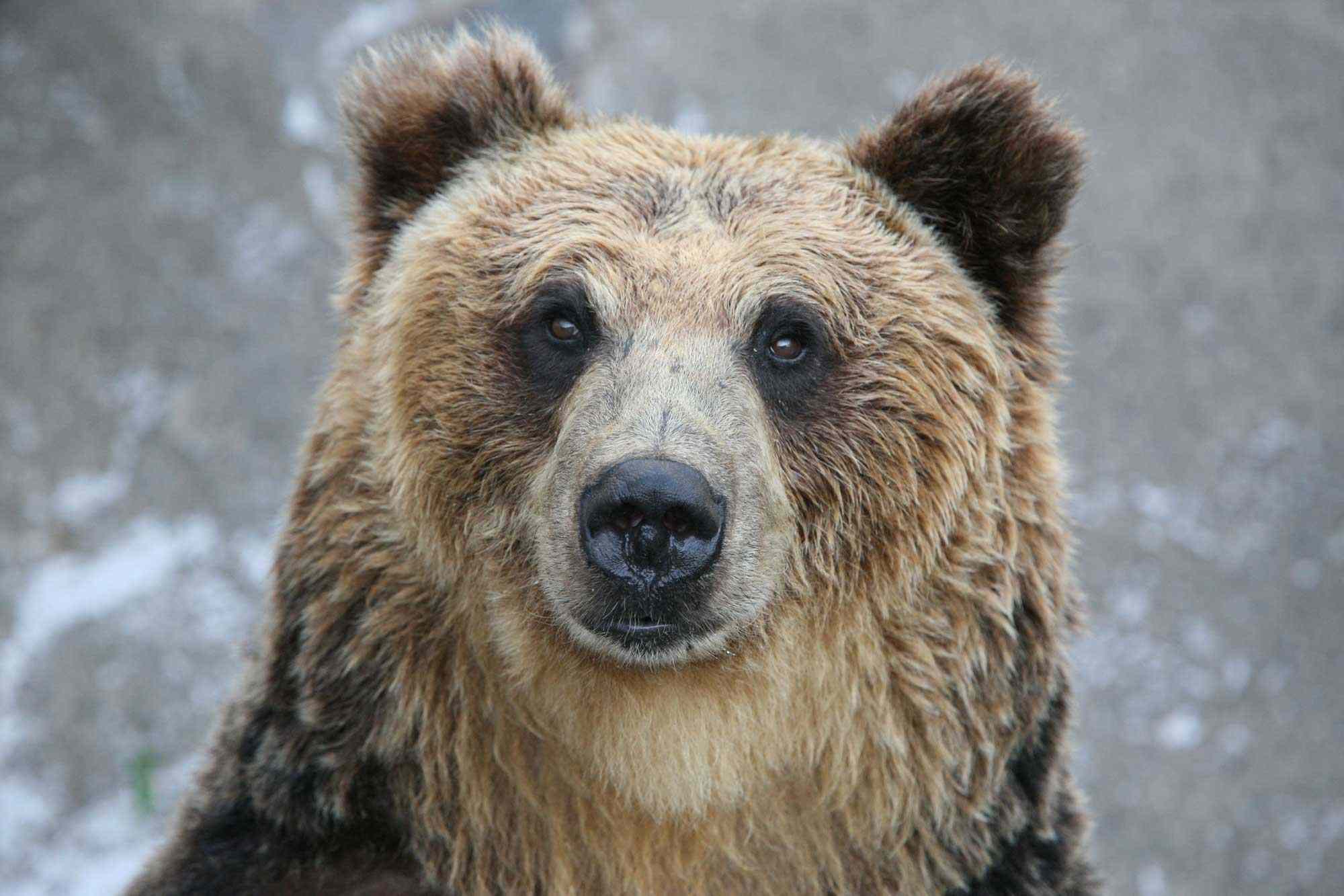 Fatal Bear Attacks Are Rising at an Alarming Rate in Japan, with 7 Deaths Recorded This Year