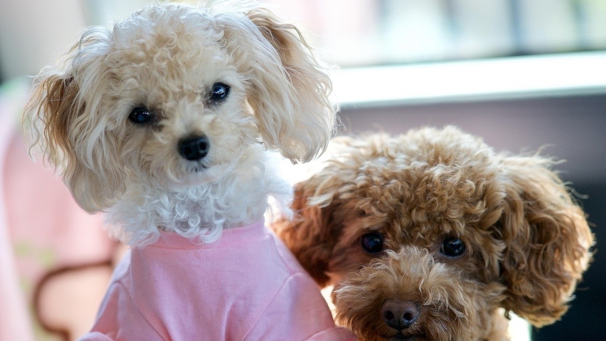 These dog breeds are so selective that they become attached to only one ...