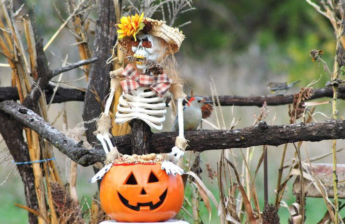 Do Fake Spiderwebs and Halloween Decorations Hurt Birds?